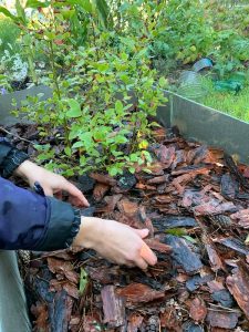 How To Fertilize Blueberry Bushes In 6 Easy Steps