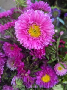 How To Grow And Care For Asters (Complete Guide)