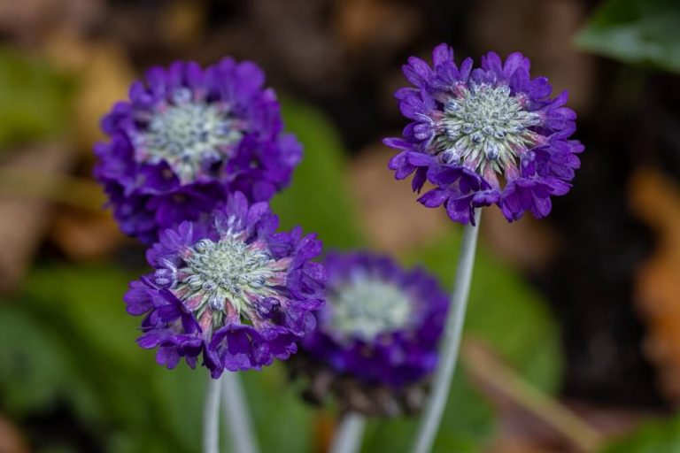 13 Different Types Of Primrose Plants (With Photos)