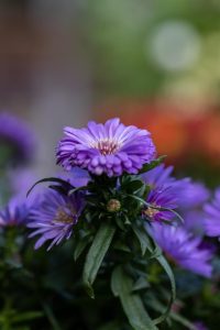 How To Grow And Care For Asters (Complete Guide)