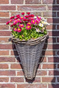 How To Grow And Care For Asters (Complete Guide)