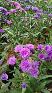 How To Grow And Care For Asters (Complete Guide)