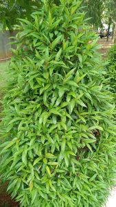 8 Rhode Island Native Plants List (With Photos)