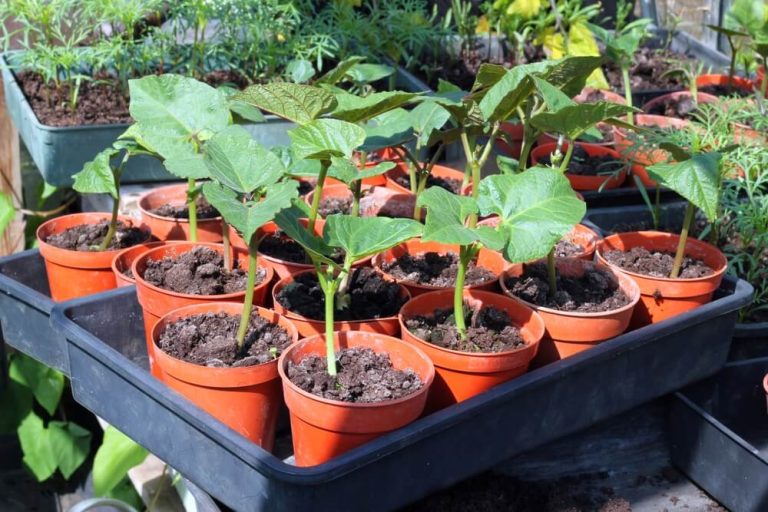 How To Grow Beans In Containers (7 Easy Steps)