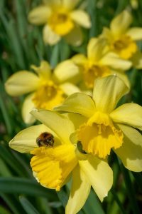 12 Fun Facts About Daffodils