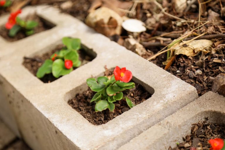 13 Creative Cinder Block Raised Garden Bed Ideas (With Pictures)