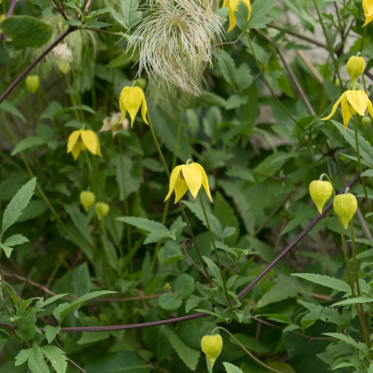 A Collection Of 15 Clematis Types (Photos Included)