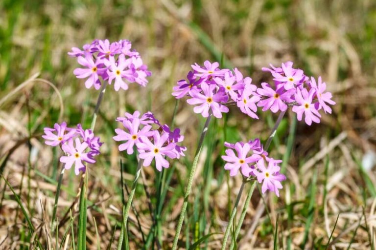 13 Different Types Of Primrose Plants (With Photos)