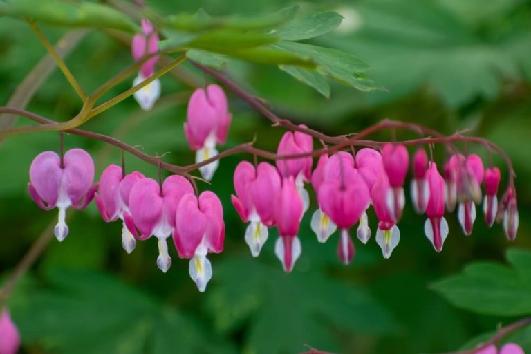 9 Bleeding Heart Plant Care Secrets (Care Guide)
