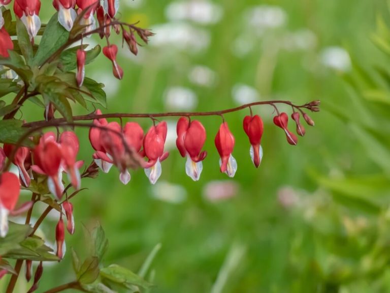 9 Bleeding Heart Plant Care Secrets (Care Guide)