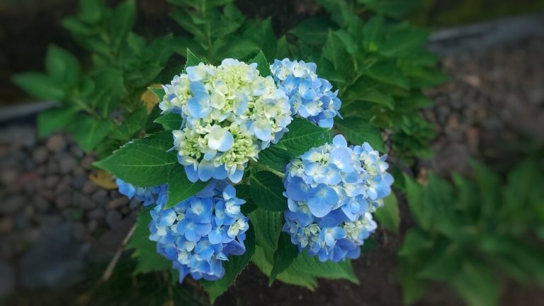 12 True Blue Perennials For Your Garden