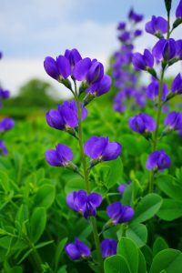 Kansas Native Plants List: 12 Best Plants (With Photos)
