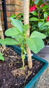 How To Grow Beans In Containers (7 Easy Steps)