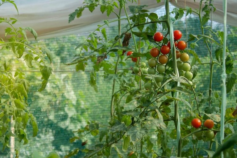 How Proper Tomato Plant Spacing Boosts Crop Health & Yields