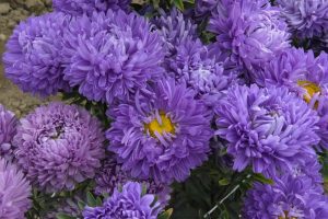 How To Grow And Care For Asters (Complete Guide)