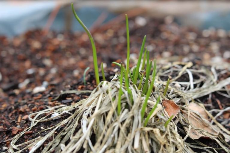 How To Grow Chives In 6 Easy Steps