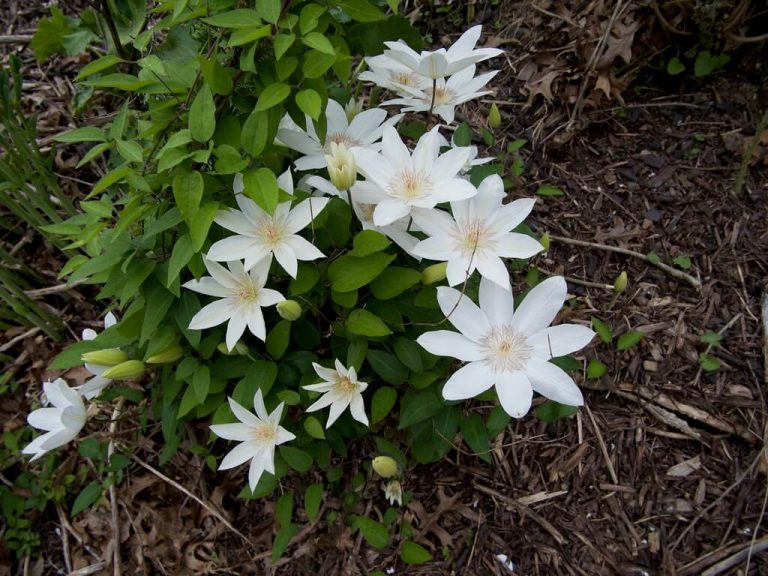 A Collection Of 15 Clematis Types (Photos Included)