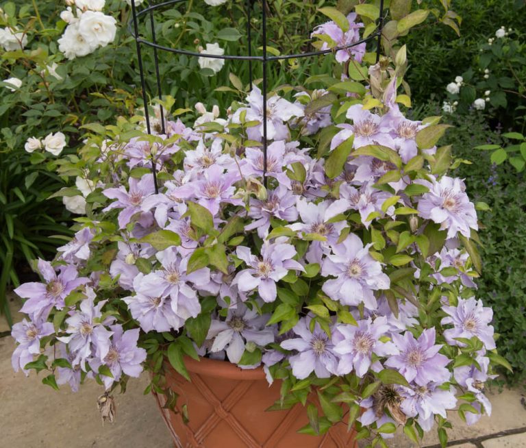 How To Grow Clematis In Pots (Complete Guide)