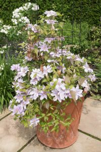 How To Grow Clematis In Pots (Complete Guide)