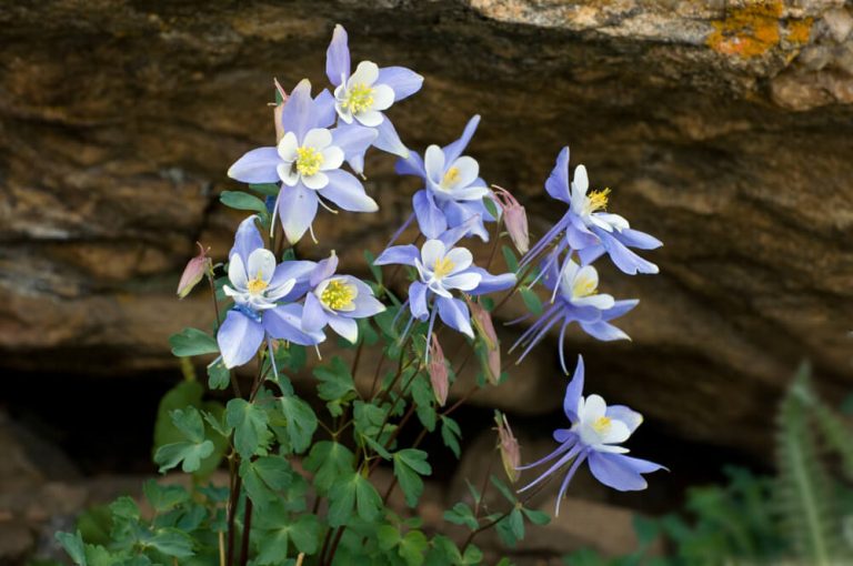 17 Best Plants For Under Pine Trees (Photos & Facts)
