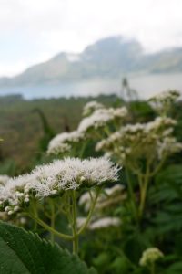 Kansas Native Plants List: 12 Best Plants (With Photos)