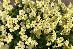 13 Different Types Of Primrose Plants (With Photos)