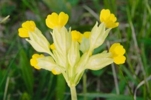 13 Different Types Of Primrose Plants (With Photos)