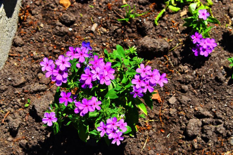 How To Grow And Care For Creeping Phlox - PlantedBloom.com