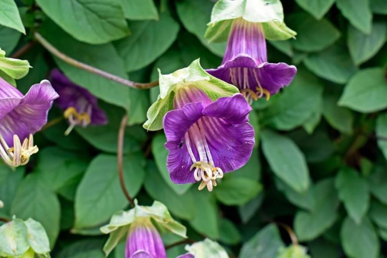 9 Climbing Annuals (For Your Garden)