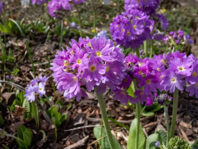 13 Different Types Of Primrose Plants (With Photos)
