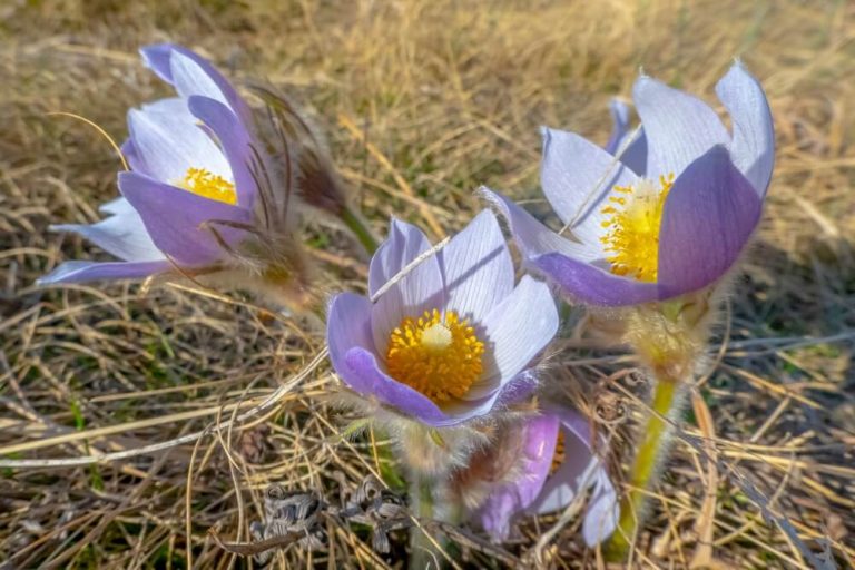 How To Grow Pasque Flowers (With 4 Additional Tips)
