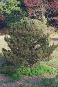 8 Rhode Island Native Plants List (With Photos)