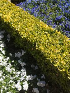 14 Best Plants For Topiary (With Photos)