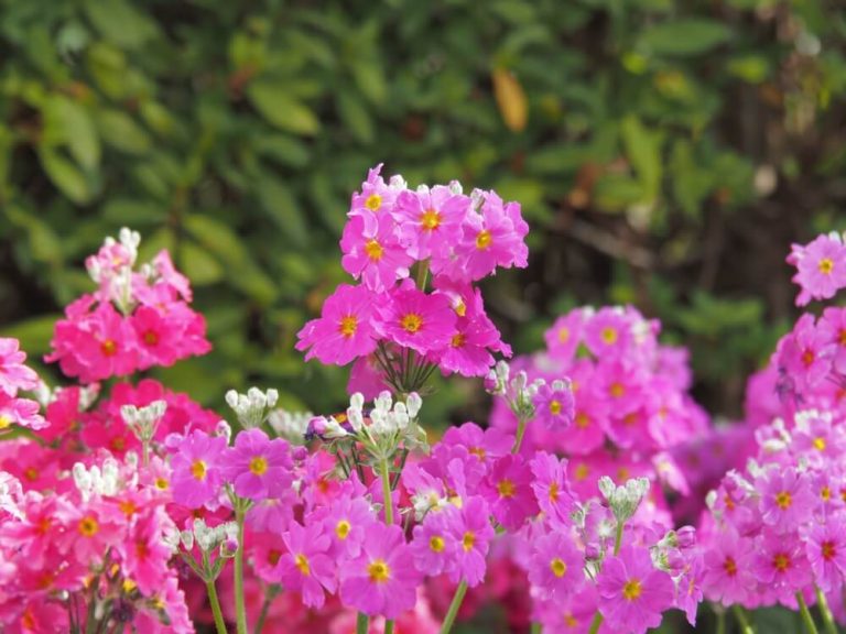 13 Different Types Of Primrose Plants (With Photos)