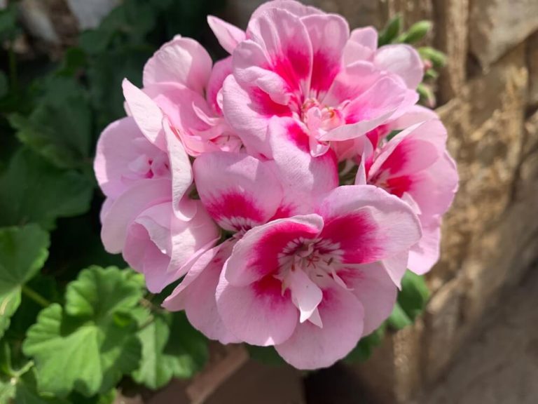 17 Gorgeous Flowers That Start With G (With Pictures)