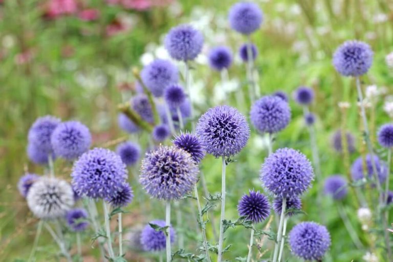 17 Gorgeous Flowers That Start With G (With Pictures)