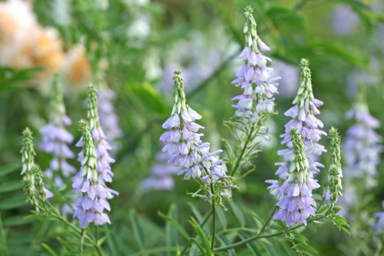 17 Gorgeous Flowers That Start With G (With Pictures)