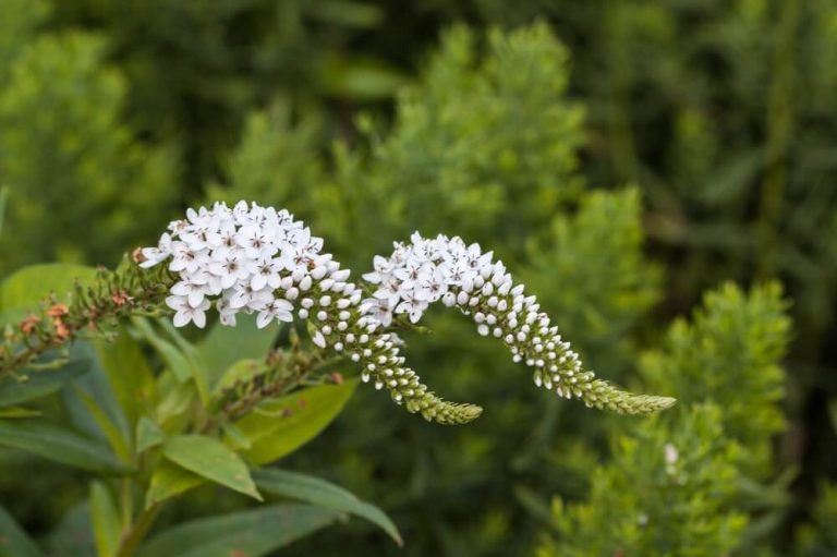 17 Gorgeous Flowers That Start With G (With Pictures)