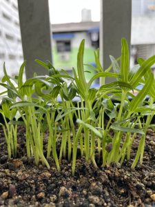 How To Grow Beans In Containers (7 Easy Steps)