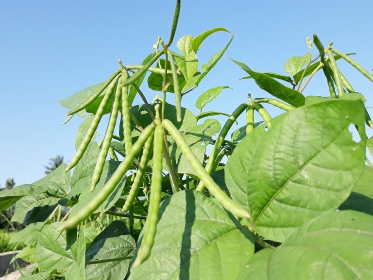 How To Grow Beans In Containers (7 Easy Steps)