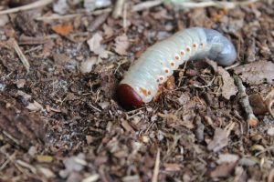 7 Signs Of Grubs In Lawn (And How To Get Rid Of Them)