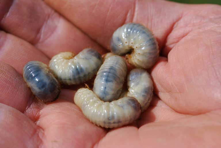7 Signs Of Grubs In Lawn (And How To Get Rid Of Them)