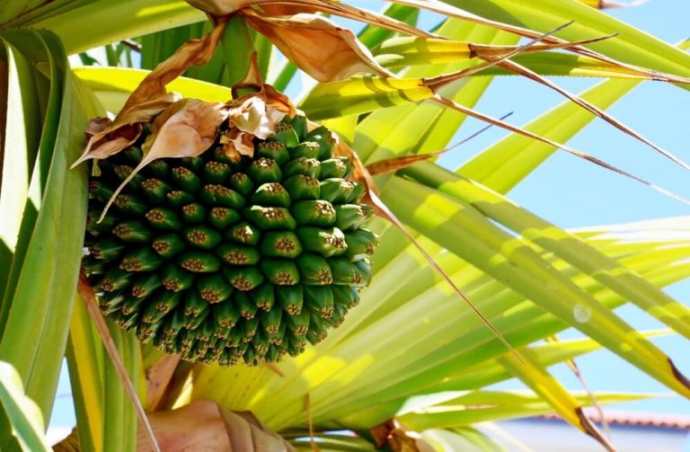 Hawaii Native Plants List: 9 Stunning Plants (With Pictures)