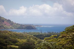 Hawaii Native Plants List: 9 Stunning Plants (With Pictures)