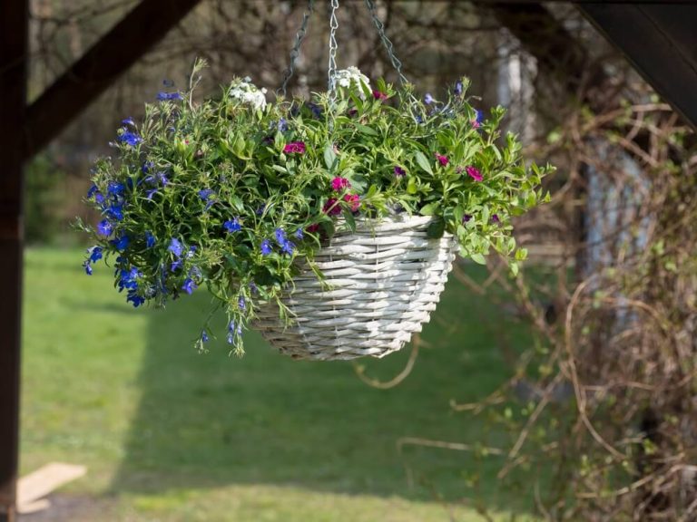 9 Best Plants For Hanging Baskets