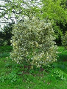 14 Best Plants For Topiary (With Photos)