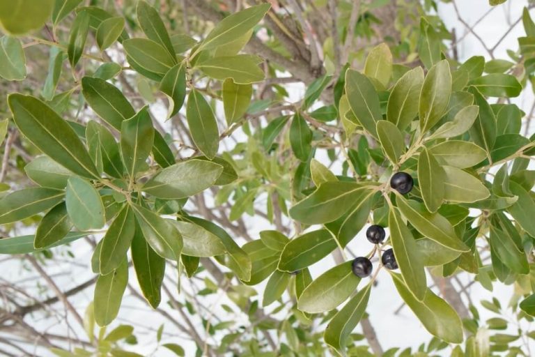 8 Rhode Island Native Plants List (With Photos)