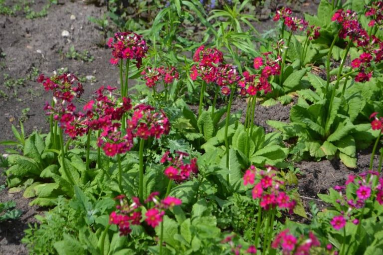 13 Different Types Of Primrose Plants (With Photos)