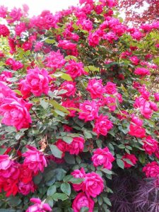 Landscaping With Knock Out Roses (9 Brilliant Ideas)