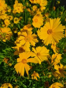 Kansas Native Plants List: 12 Best Plants (With Photos)